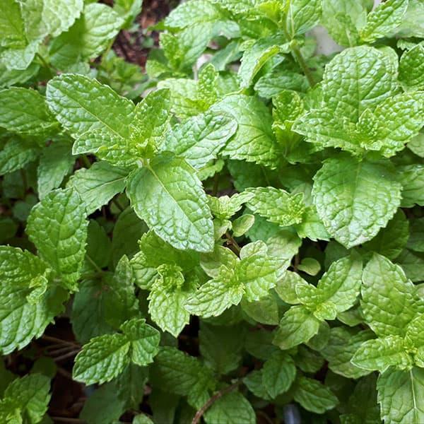 清涼感のなかにほのかな甘みのあるミントです。香りが穏やかで、料理やお菓子の香りづけ、ハーブティーに利用できます。冬は地域により地上部のない状態になります。※詳しい商品説明は下のほうに記載があります