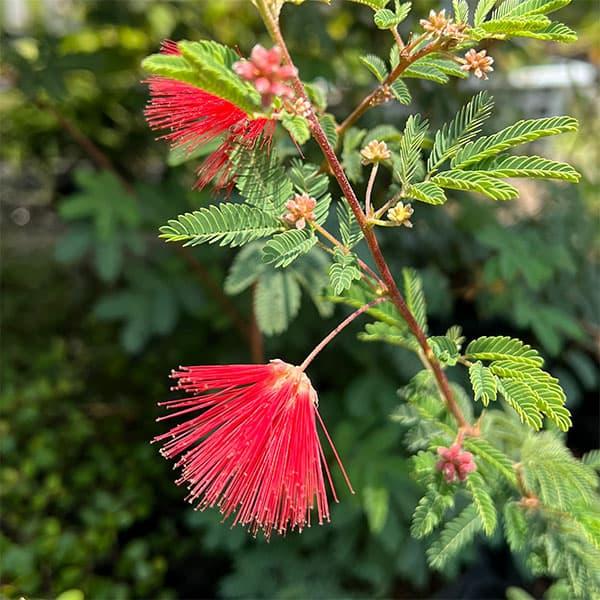 羽根のような繊細な葉と羽毛のような花。盛夏にも涼しげな姿が人気の花木です。ネムノキに非常によく似ているのでヒネムと呼ばれますが、属は別です。メキシコ原産の低木で、花が真紅で大変印象的な品種です。樹高は1.5mくらいにしかなりません。一般的に...