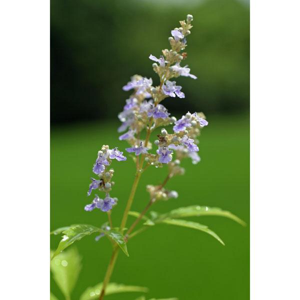 中国原産で、春〜秋まで繰り返し花を咲かせるニンジンボクです。涼しげな葉を茂らせ、庭木や切花におすすめです。葉がチョウセンニンジンに似ていることからニンジンボクの名があります。樹形はシュラブ状になり、枝葉や果実に香りがあります。枝の伸びがよい...