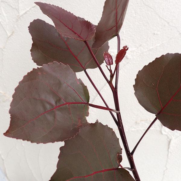 パープルタワーはポプラの仲間の落葉高木です。新芽が美しい銅葉となる珍しい品種で庭木、緑陰樹、シンボルツリーとしておすすめです。耐寒性が非常に強く、北海道全域でも植栽可能です。逆に夏の暑さは苦手なので、九州、四国の南部以南での栽培は避けて下さ...