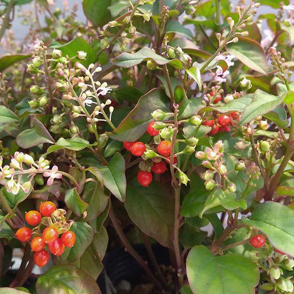 艶のある小粒の赤実がかわいい 寄植え・鉢植えに ★入荷から日数が経ったためセール価格となりました。商品の状態は画像と異なる場合があります。★光沢ある小さな果実を連ねた姿が可愛いジュズサンゴ。白い小花を咲かせ、その後に直径3mmほどの実を房状...