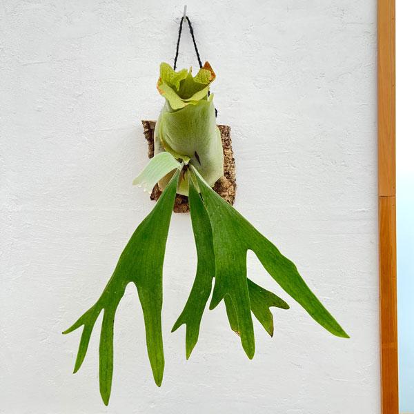 ★バイヤーおすすめ！★コルク仕立てのコウモリラン。天然のコルク板で仕立てることにより、ヘゴ仕立てでは乾き過ぎる根を守ることができます。コルク板にしっかりと根付いた状態でお届けしますので、このまま壁面に吊り下げて飾っていただけます。こうもりが...