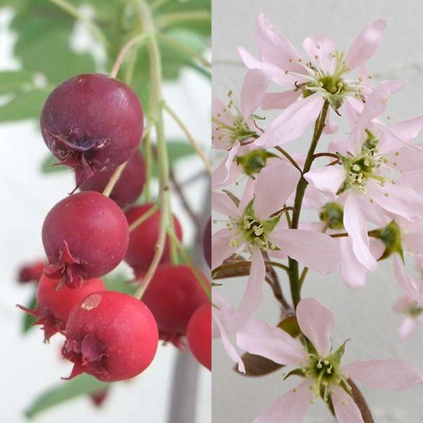 4〜5月にピンクの花を咲かせ、6月に赤い実がつく人気の花木・落葉樹 ロビンヒルはジューンベリーの桃花品種です。濃い紅色の蕾から淡いピンクの花が咲き、全開すると白花になります。また、株立ちになりがちなジューンベリーの他の品種と異なり、単幹です...