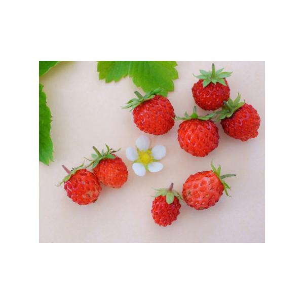 ハーブ苗・縁起の良い植物・実は生食で、葉は乾燥させてハーブティーに ヨーロッパやアメリカで幸せを呼ぶ植物とされ、大人気のワイルドストロベリー。普通のイチゴに比べると葉も花・実とも小型ですがとても可愛らしく、育てやすい植物です。丈夫なので鉢植...