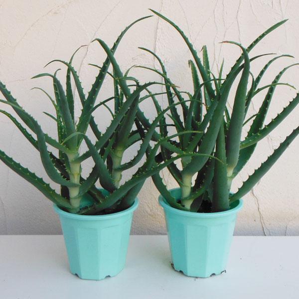 「医者いらず」の名で知られ、民間薬として愛用されるアロエ。品種はたくさんありますが、キダチアロエは国内で最も広く普及している寒さに強い品種です。葉は剣状で縁には三角形のトゲがあります。株が大きくなると、冬に長い花茎を伸ばしてオレンジ色の花を...