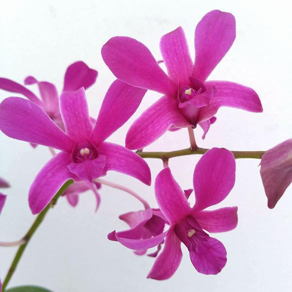 春から秋まで戸外（庭植え・鉢植え）で花が楽しめる、画期的なガーデニング用デンドロビウムです。5月から10月まで戸外で楽しめます。四季咲き性があり、通常は5〜6月と9〜11月に咲きますが、それぞれのバルブに少しずつ時期がずれて連続して花が上が...