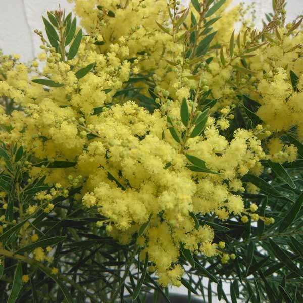 テレサはアカシアの中で最もコンパクトな樹形で、枝数が多く、開花時は株が花で覆われるほど見事です。コンテナで室内用に向いています。庭植えも可能ですが、梅雨時の長雨は避けるような工夫が必要です。また寒さには多少弱いので、寒地では鉢栽培にして冬は...