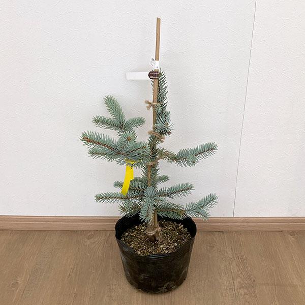 ★入荷から日数が経ったためセール価格となりました。商品の状態は画像と異なる場合があります。★プンゲンストウヒのなかでももっとも人気の高い品種です。シルバーの強い銀青色の葉で、枝先がやや上向きに伸び、円錐形の樹形となります。1mくらいまではゆ...