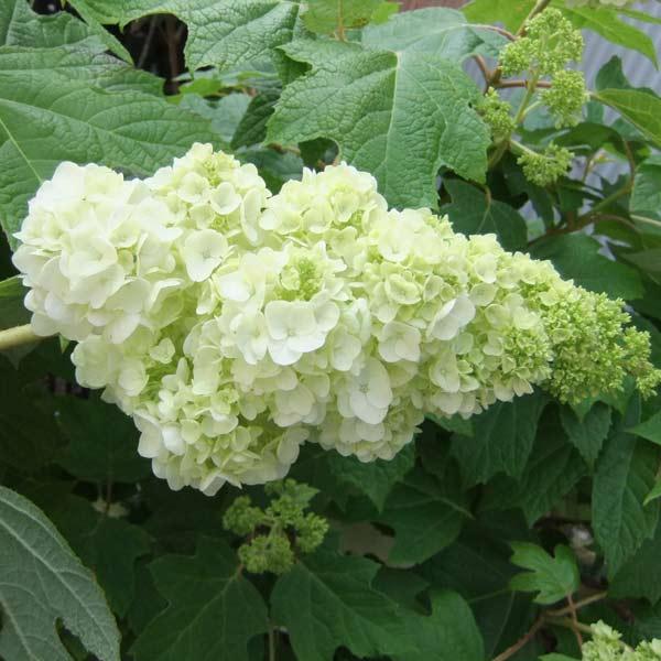 庭植え・鉢植えに人気の柏葉アジサイ。ハーモニーは、小さな手まり状の花がアイスクリームパフェのように段々に積み重なった花房を形成する品種です。ボリュームのある花が楽しめます。樹高40cmくらいでも花をさかせるわい性品種です。紅葉もすばらしい美...