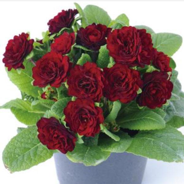 NHK趣味の園芸26年2月号掲載 見るものを魅了する華やかな完全八重咲き！ヨーロッパで大人気の最新プリムラ　耐寒性に優れ強健です。イングランドの育種家デビッド・カーリーによって作出された、完全八重咲きのプリムラ、ベラリーナシリーズ。こんもり...