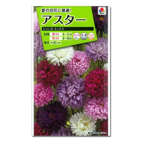 種　タネ　夏の切り花に最適！仏花のイメージを一新するモダンでかわいい2〜3cmの花をつけます。フラワーアレンジメントの材料としても最適です。白から濃いピンクへと移りゆく花色の変化も楽しめます。※詳しい商品説明は下のほうに記載があります
