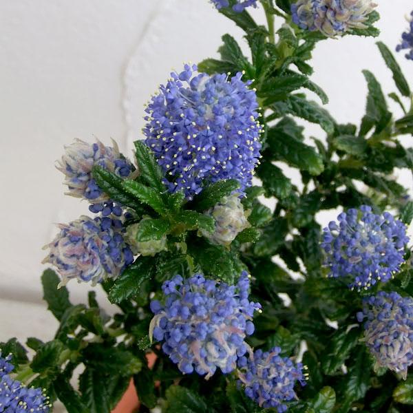 濃い青色の印象的な花を咲かせる常緑低木 パシフィックブルー セアノサス（ケアノサス）はカリフォルニアライラックという名前で人気の花です。小さな花が集まって、5cmくらいの花穂を形成し、ライラックのような可憐な姿です。濃い青色の印象的な花で、...