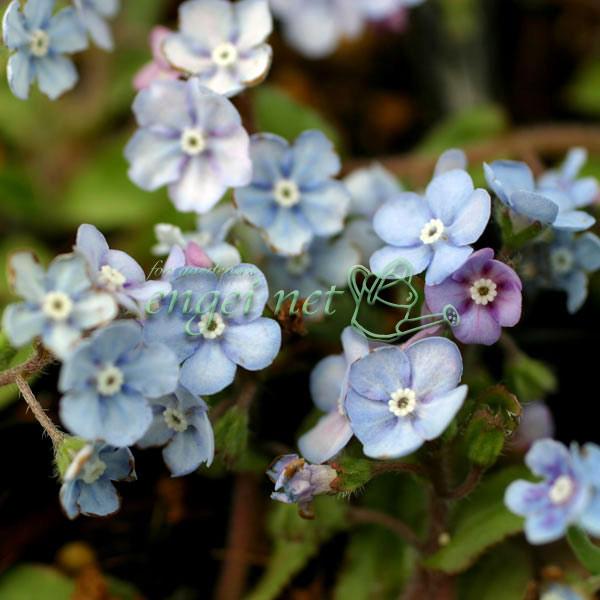 星のような、かわいい花。日陰の庭におすすめ。本州福島県以南から九州の林の中で早春に花を咲かせる多年草です。4〜5月に、直径1cmほどの淡い紫〜紅色の花を次々と咲かせ、可憐です。半日陰から日陰の場所を好みますので、花の少ない日陰地には最適です...