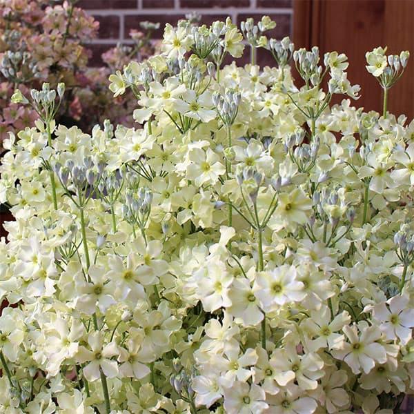 ★開花が進んでいるため特価です。★★入荷から日数が経ったためセール価格となりました。商品の状態は画像と異なる場合があります。★春先の柔らかい日差しによく映えるライムグリーンのサクラソウです。小花がカスミソウのように咲くサクラソウの最新品種。...