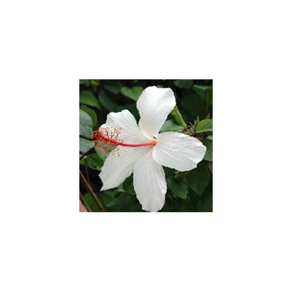 ハイビスカスは夏の代表的な熱帯花木です。次々に花を咲かせ、花色もバラエティに富んでいます。ハワイ原産の原種、ワイメアエの花はややピンクを帯びた白色で、花径15〜20cmとなり、花の中心部から真紅の花柱が長く突き出ています。花弁の白と花柱の赤...