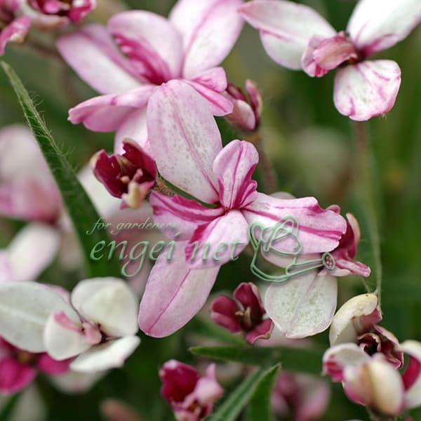 春から初夏に星形の小花を次々と咲かせる球根植物 かわいらしい花が群生するロドヒポキシス。初夏に次々と咲きつづける、鉢植え、庭植え、ロックガーデンなどにも最適な花です。踊り子（鶴の舞）は、非常に珍しい複色系の八重咲き品種。白地に紅やピンクの絞...