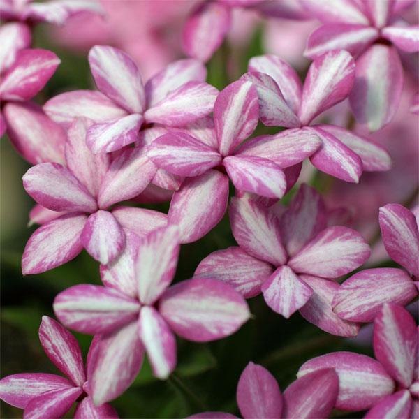 かわいらしい花が群生するロドヒポキシス。初夏に次々と咲きつづける、鉢植え、庭植え、ロックガーデンなどにも最適な花です。※詳しい商品説明は下のほうに記載があります