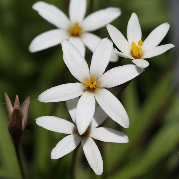 かわいらしい花が群生するロドヒポキシス。初夏に次々と咲きつづける、鉢植え、庭植え、ロックガーデンなどにも最適な花です。※詳しい商品説明は下のほうに記載があります