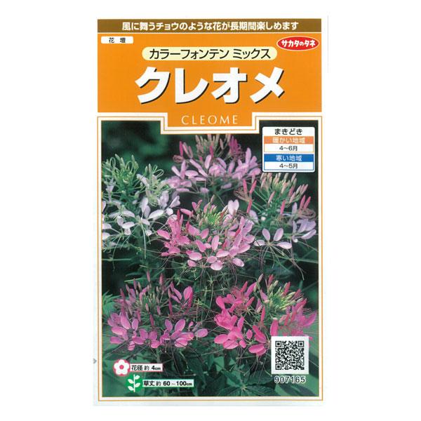 種　タネ　蝶を想わせる美しい花型から別名を風蝶草とも呼ばれています。真夏でも茎の先端部分からわき上がるように次々と開花し、鑑賞期間の長さも魅力です。鋭いトケがあるので注意が必要です。※詳しい商品説明は下のほうに記載があります