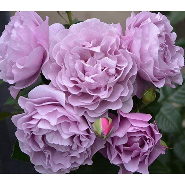 エターナルは上品で美しい淡いパープルの波状花弁が魅力的なバラ。花は房咲きになり、たくさんの花を咲かせます。可憐な姿にブルーローズの香りがあり、ややスパイシーな香りが乗ります。片親がブルームーンです。名前は「永遠」の意です。※詳しい商品説明は...