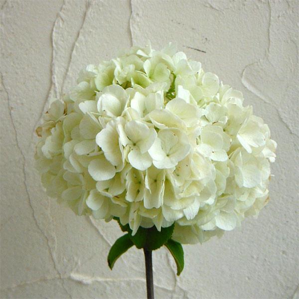 ★入荷から日数が経ったためセール価格となりました。商品の状態は画像と異なる場合があります。★ステリーレはガマズミの仲間で、スノーボールやオオデマリに似た純白の手毬のような大輪花房を枝いっぱいにつける多花性品種です。二季咲性もあり、環境が合え...