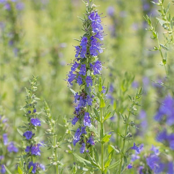 花が美しく花壇・家庭菜園の縁取りに ヒソップはハッカに似た強い香りが特徴のハーブです。昔から薬草として栽培され、葉が細く柳に似た姿から「ヤナギハッカ」とも呼ばれています。ユダヤ教では「聖なるハーブ」とされ、清めとして利用されていたそうです。...