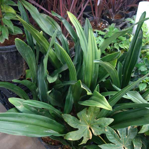 NHK趣味の園芸25年12月号掲載 オモトは冬も枯れずに年間を通して青々と美しい姿が鑑賞でき、不老長寿の象徴とされています。この苗は造園用に作られている最も一般的な緑葉のオモト。丈夫で栽培しやすいので、庭園の下草や樹木の根元に植えるのに最適...