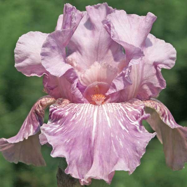 ★入荷から日数が経ったためセール価格となりました。商品の状態は画像と異なる場合があります。★光あふれる虹の花、ジャーマンアイリス。農薬・化学肥料不使用の自然農法で育てた元気な株です！地中海地方原産で、花上部のひらひらが大きいのが特徴です。ほ...