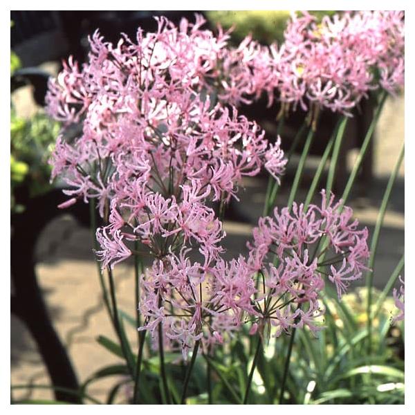 植えてそのまま。毎年キレイな花を咲かせます！！手間もかからず、丈夫な花です。花壇の縁取りや鉢植えにもおすすめです。きらきらと金属粉をまぶしたように花弁が輝くネリネは上品な花色で人気です。鉢植えや花壇で、あるいは切花にしてお楽しみください。ク...