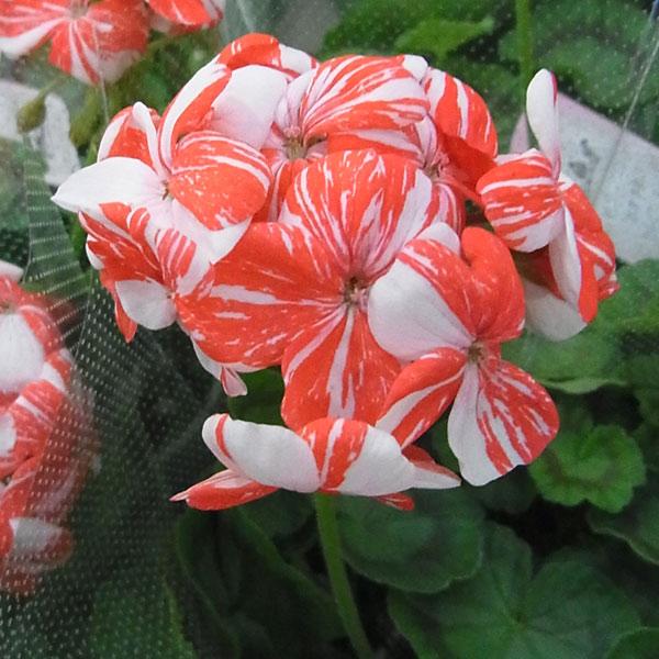 バラエティあふれるゼラニウムの品ぞろえで人気の、木村園芸さんのおすすめセレクションゼラニウムです。シングルニューライフは赤に白の絞りが入る一重咲きのゼラニウムです。※詳しい商品説明は下のほうに記載があります