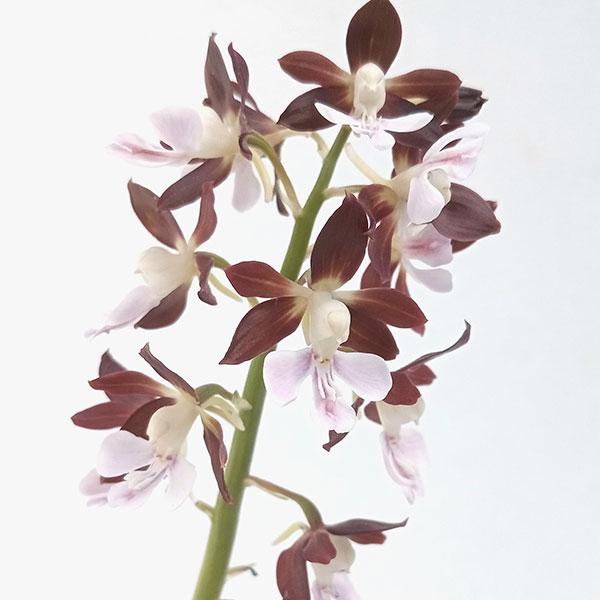 日本の山野に自生する蘭の仲間。日陰に強く、色とりどりの美しい花を咲かせます。シェードガーデンに最適ですので、ぜひ試してみてください。強健な春咲きの地エビネ。茶弁に白舌の清楚な花で、露地植えでも育てやすい品種です。つやのある葉はグランドカバー...