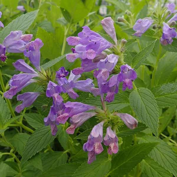 ネペタはキャットミントの仲間。ブルードリームスは長さ２ｃｍ程のブルーの花を穂状に咲かせます。日本に自生している 「ミソガワソウ」の園芸品種で落ち着いた 雰囲気を持っています。切り戻しをすると繰り返し良く咲いてくれます。寒さに強い宿根草です。...