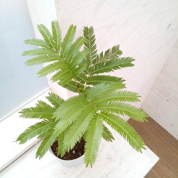 オジギソウとよく似た葉を持つエバーフレッシュは、ネムノキの仲間なので昼間は葉を開き夜間は葉を閉じる習性があり、表情の変化がとても愛らしい植物です。新芽は茶褐色ですがやがて緑葉となり、ネムノキに似たわたぼうしの様な花も咲きます。※詳しい商品説...