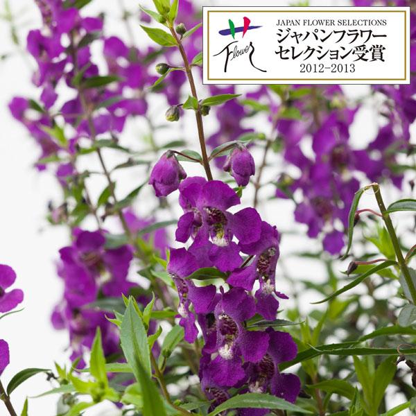 ★入荷から日数が経ったためセール価格となりました。商品の状態は画像と異なる場合があります。★セレニータはわい性のアンゲロニア。草丈が低いので鉢植えや寄せ植えに最適です。耐寒性はありませんが暑さには強く、高温多湿の日本の夏でもずっと咲いていま...