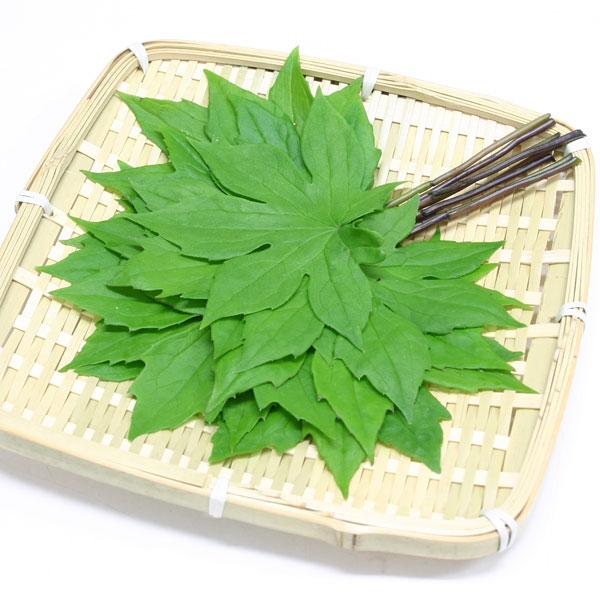 モミジガサ（紅葉笠）は特有のさわやかな香りがあり山菜として珍重されます。やや湿気のある林床に見られる多年草本植物です。葉がモミジのような形をしていることからモミジガサの名になりました。東北地方ではシドケと呼ばれ山菜として好まれています。夏に...