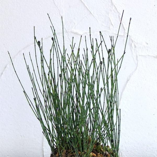 トクサは日本的情緒のある常緑多年草で、昔から茶花としても利用されてきました。節の重なりからできた立ち姿がユニークです。※詳しい商品説明は下のほうに記載があります