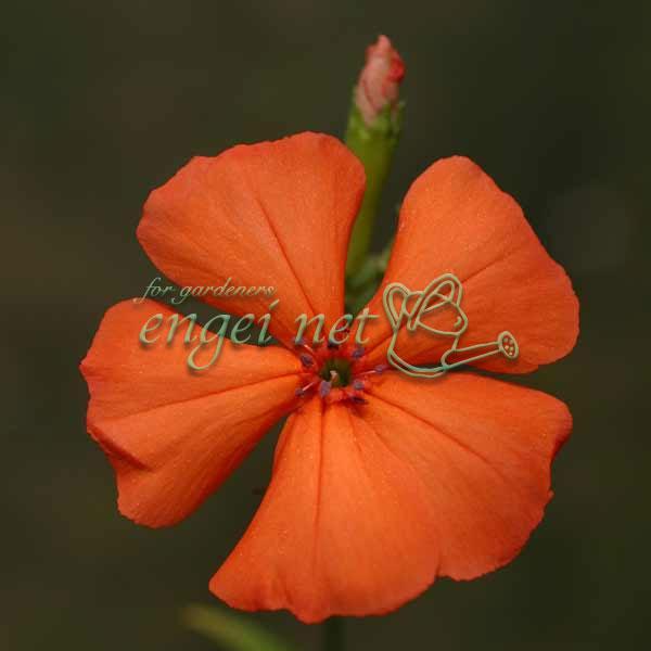 朱赤色の鮮やかな花をつけるセンノウの仲間です。節が太く紫黒色を帯びるのが特徴。茶席の花として重宝されます。※詳しい商品説明は下のほうに記載があります