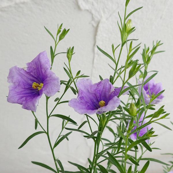 ブルーの花を無数に咲かせる開花期が長い植物 ★入荷から日数が経ったためセール価格となりました。商品の状態は画像と異なる場合があります。★草丈80cmほどに育つ木立性ニーレンベルギア。上部はほうき状に枝分かれして、５月末ごろから、連続開花し無...