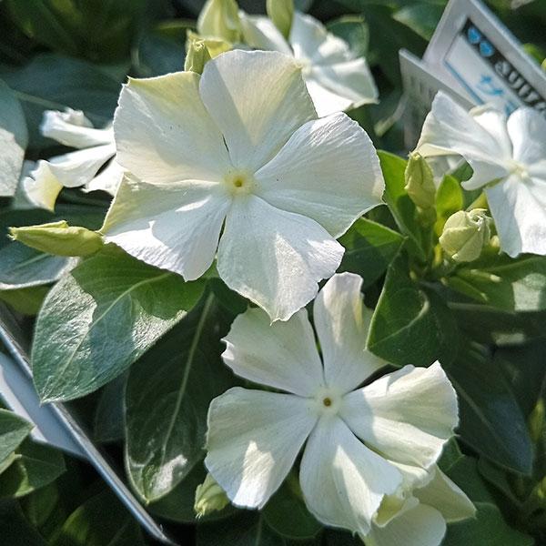 北島園芸さんのオリジナルビンカです。サマーミントは、白色の花びらに薄い緑色が入ります。栽培環境によって緑色が濃くなったり薄くなったりします。※詳しい商品説明は下のほうに記載があります