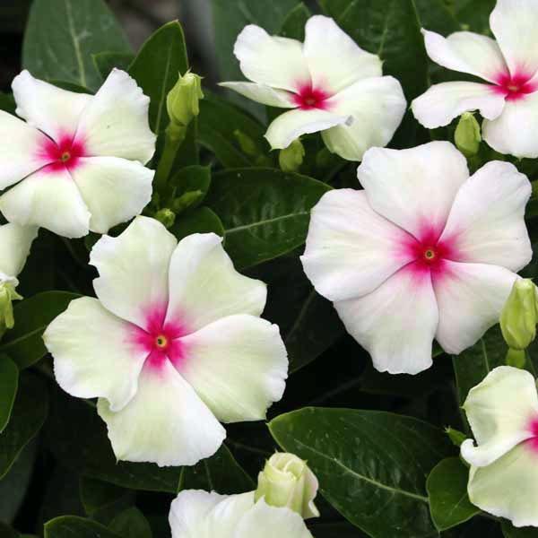 北島園芸さんのオリジナルビンカです。白色の花びらに緑色が入ります。また中心に赤色が入ります。栽培環境によって緑と赤の入り方が変化します。※詳しい商品説明は下のほうに記載があります