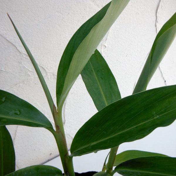 月桃（ゲットウ）はショウガの仲間で、沖縄に自生する植物です。茎葉にさわやかな香りがあり、沖縄では消臭・害虫よけ・カビよけとして、また健康茶やハーブとして生活の中に取り込まれ、愛用されている植物です。ゴキブリが匂いを嫌うので、通り道に置くと寄...