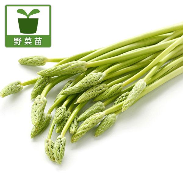 【発売日：2026年12月09日】アスパラソバージュは毎年春の本の一時しか収穫できない希少なフランス山菜です。フランスでは春を告げる山菜として親しまれていますが、国内での野菜生産は極々少々の高級野菜！一般のアスパラガスとは少々味が異なり、淡...