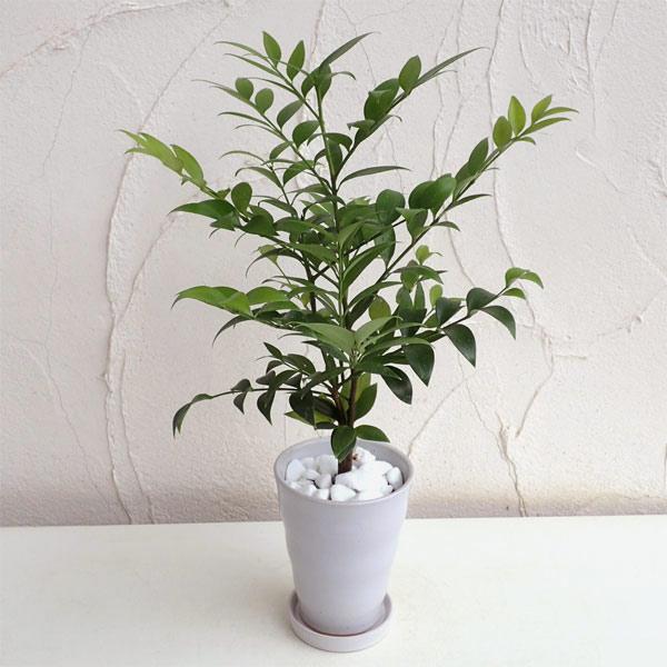 「ナギ」はその名が海の穏やかな状態である「凪」に通じるとして、古来から航海の安全や日々の生活の安全を祈る魔除けのお守りとされてきました。ナギの葉を身に付けていると、災難を除け、お財布に入れているとお金が貯まると言われています。また、針葉樹の...