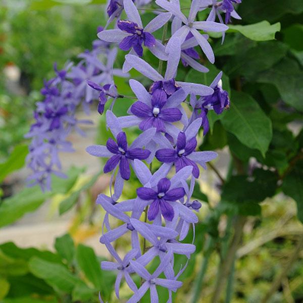 ペトレアは熱帯アメリカ大陸原産のつる性の低木で、春先から秋にかけて長く花を楽しめます。花が枝先に房状につくので「女王の花輪」の英名があります。小株でもよく花をつけます。花弁は早々に散りますが、花後に紫色に色づいたガクが残り観賞できます。関東...