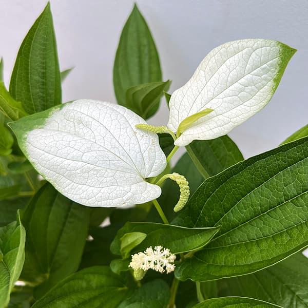 低地の湿地や水辺に自生する草花で、初夏に咲く花の時期に先端の数枚の葉が白くなることからこの名がつけられました。涼しげな葉の風情が夏のお庭に似合います。根茎で増えるので、大鉢で育てるのがおすすめです。暦の上での半夏生は雑節のひとつで、7月2日...