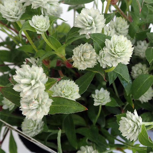 暑い夏をカラフルに彩るセンニチコウ。ちなつは草丈が低めで、小さなキャンディーのような花を次々にたくさん咲かせるセンニチコウです。旺盛な分枝力でふんわりと株を張らせながら、次々に蕾をつけ開花します。株張りは最大で50〜60cmにもなります。花...
