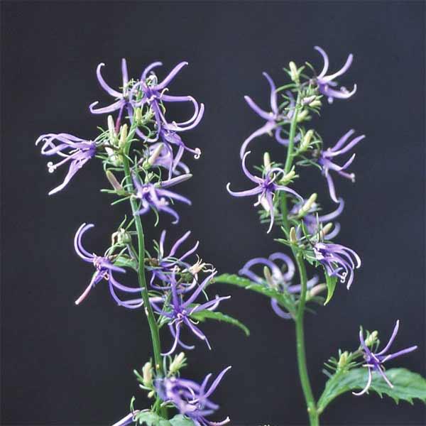 シデシャジンは本州〜九州の山地の湿った岩場などに生える多年草です。初夏に花茎を直立させて青い花を咲かせます。花弁が線のように細く反り返る独特の花姿です。花の様子が神前に供える四手に似ていることからこの名があります。※詳しい商品説明は下のほう...