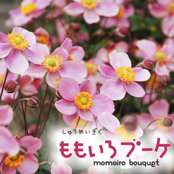 秋の花として人気のシュウメイギク（秋明菊）。「ももいろブーケ」は、クリスマスローズの育種で有名な大和園さんのオリジナル品種。キュートなお花は大和園さんならでは！一株で花束になるような花立ちで従来種よりも細葉になります。花色はソフトピンクで柔...