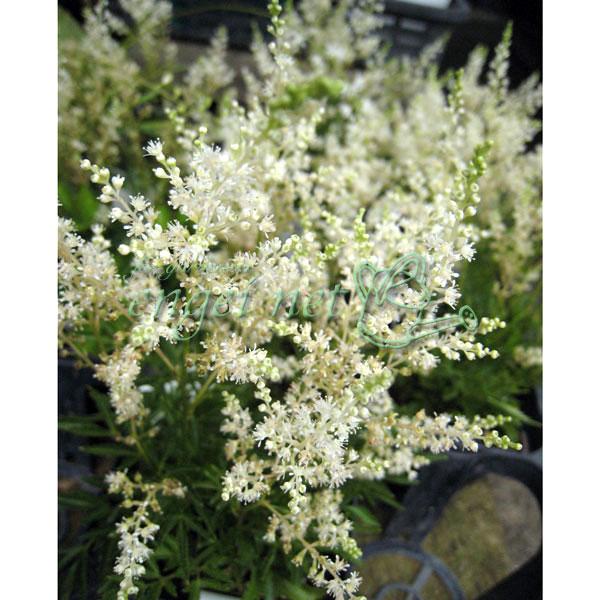 ★入荷から日数が経ったためセール価格となりました。商品の状態は画像と異なる場合があります。★和歌山県原産のアワモリショウマの仲間。山地の渓谷沿いや岩場に生えるユキノシタ科の宿根草です。洋種でガーデニングによく利用されるアスチルベの仲間です。...