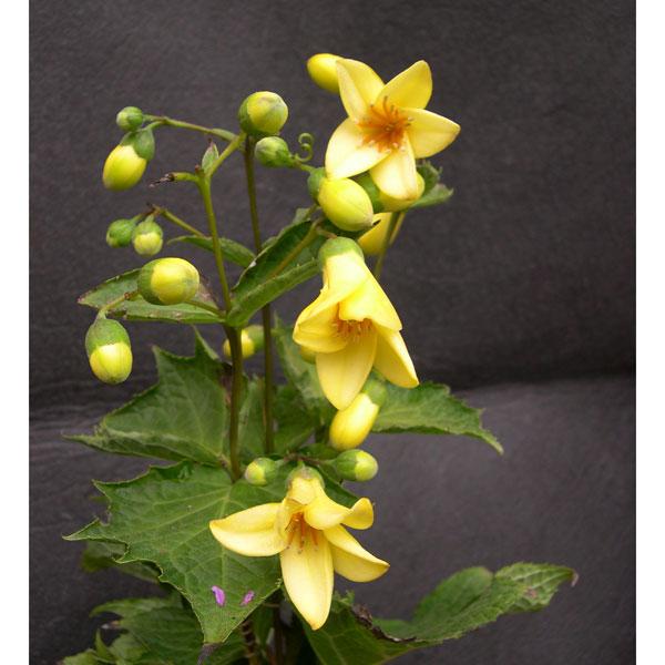キレンゲショウマは、ラッパ状の黄色の花を咲かせる希少な植物。レンゲショウマと同様に山地の木陰に生息します。※詳しい商品説明は下のほうに記載があります